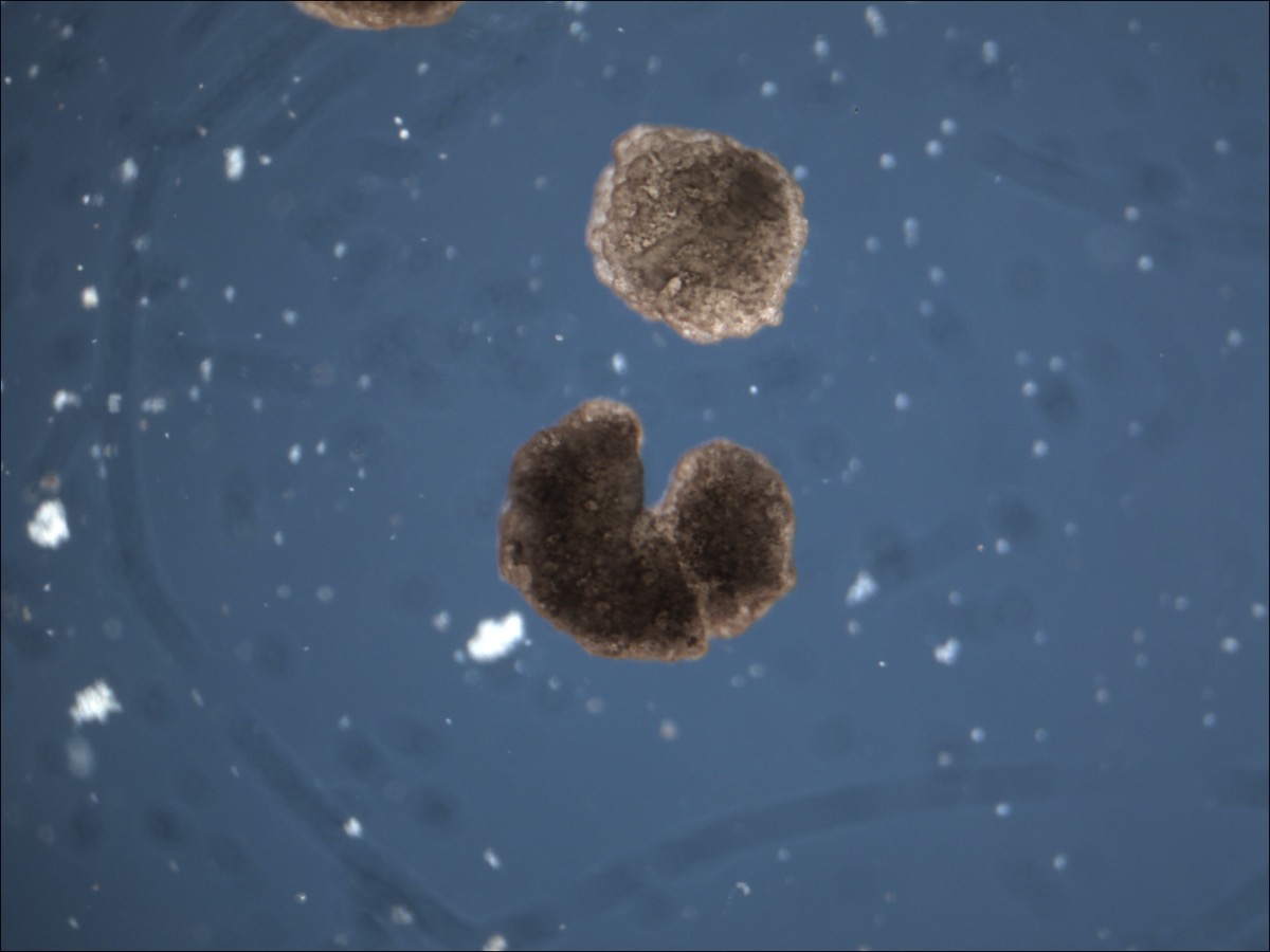 Les xenobots : des robots biologiques capables de s’auto-reproduire ...