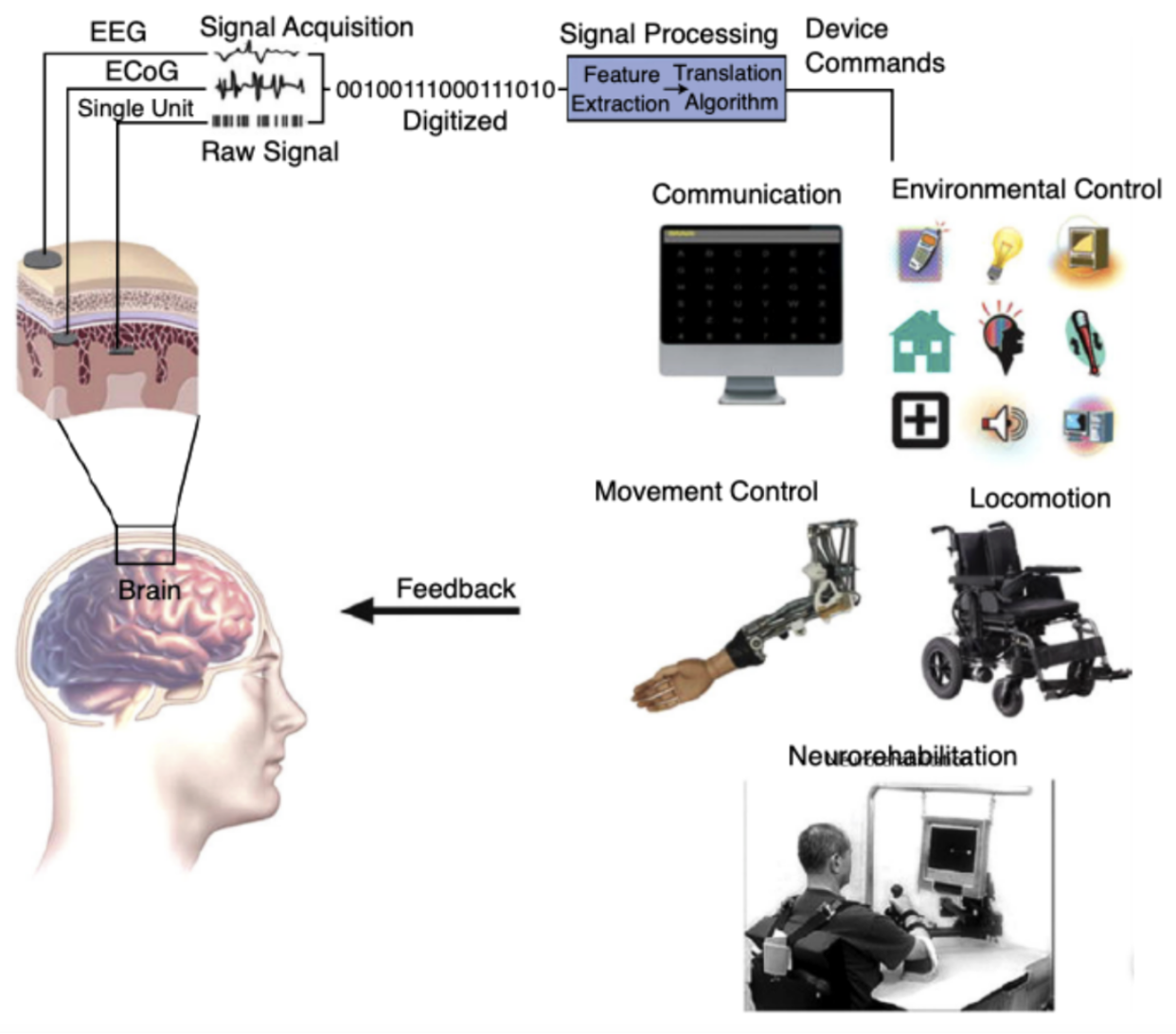 Exploration des Interfaces Cerveau-Ordinateur (Brain Computer Interface ...